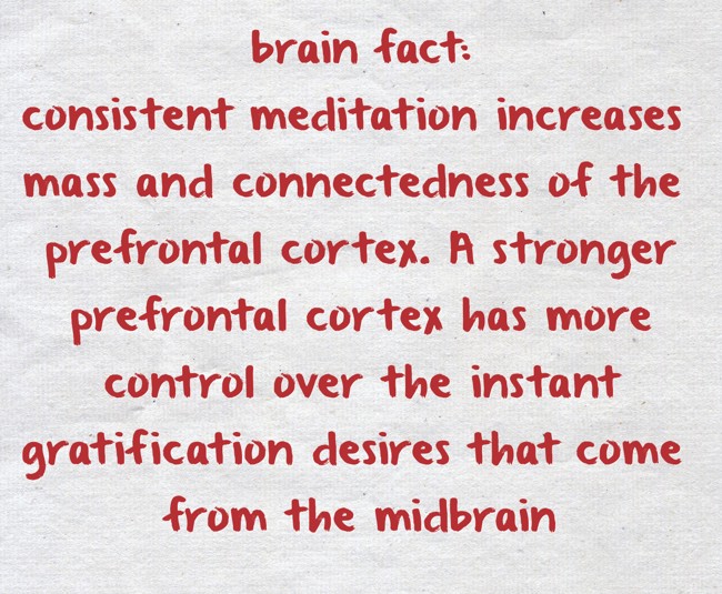 brain fact: consistent meditation increases mass and - Quozio